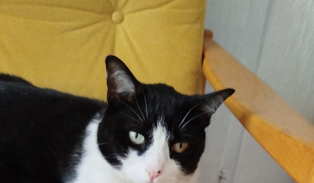 Erfolgsmeldung: Kater Mutzi – Tiersuchzentrale