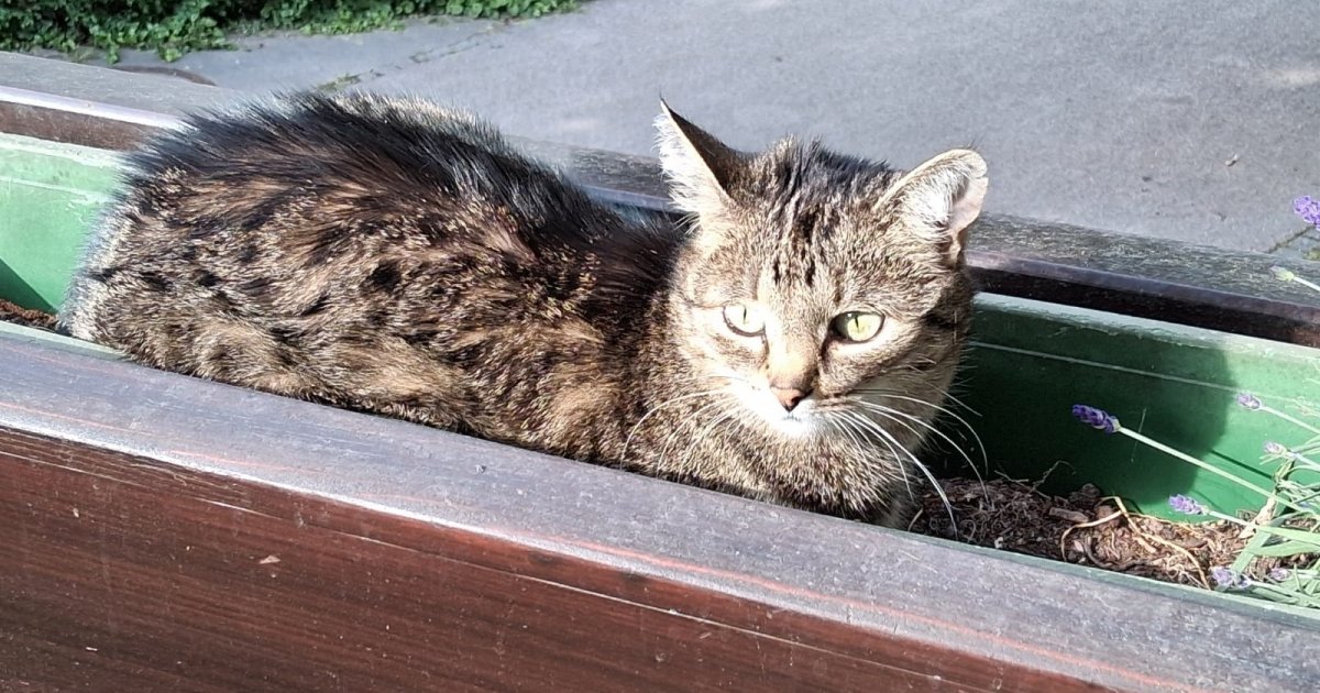 Erfolgsmeldung: Katze Lilly – Tiersuchzentrale