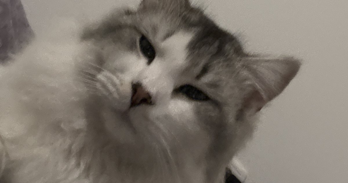 Vermisst: Kater Mini – Tiersuchzentrale