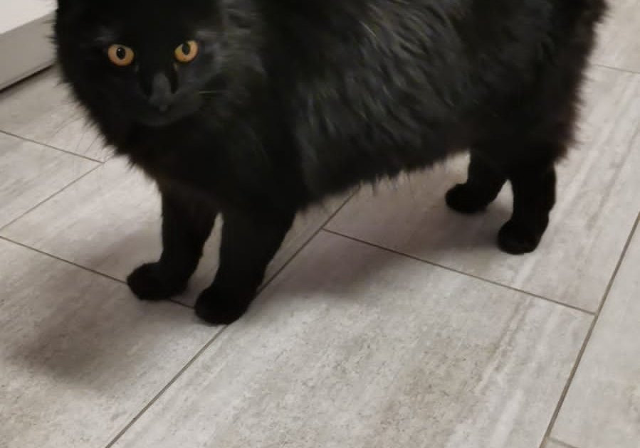 Vermisst: Kater Mini – Tiersuchzentrale